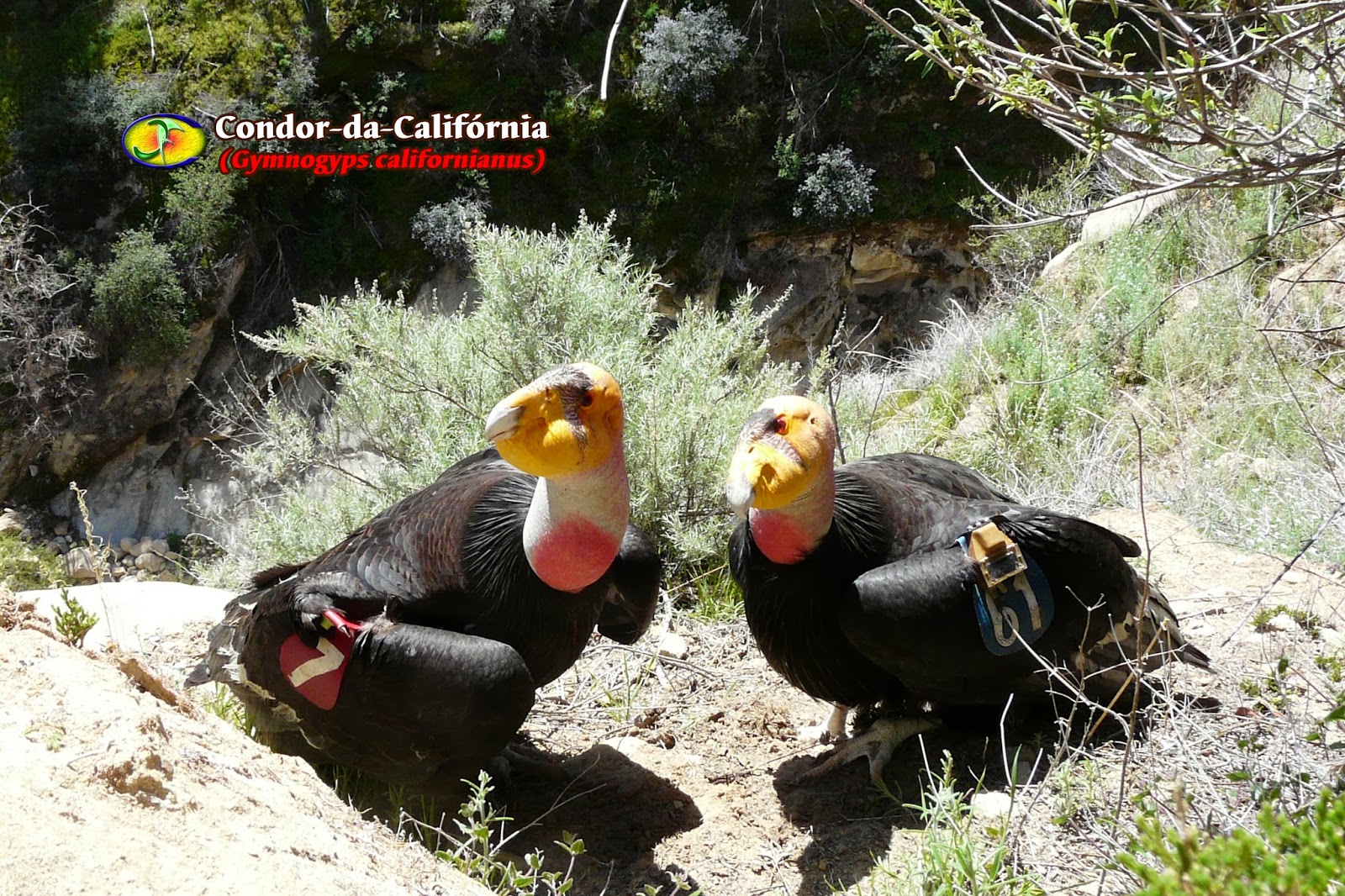 ORNITOLOGIA: Condor-da-California (Gymnogyps californianus)